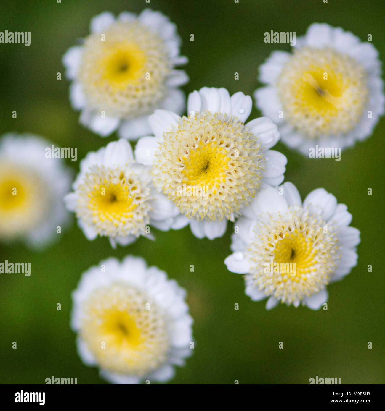 Feverfew flowers hi-res stock photography and images - Alamy