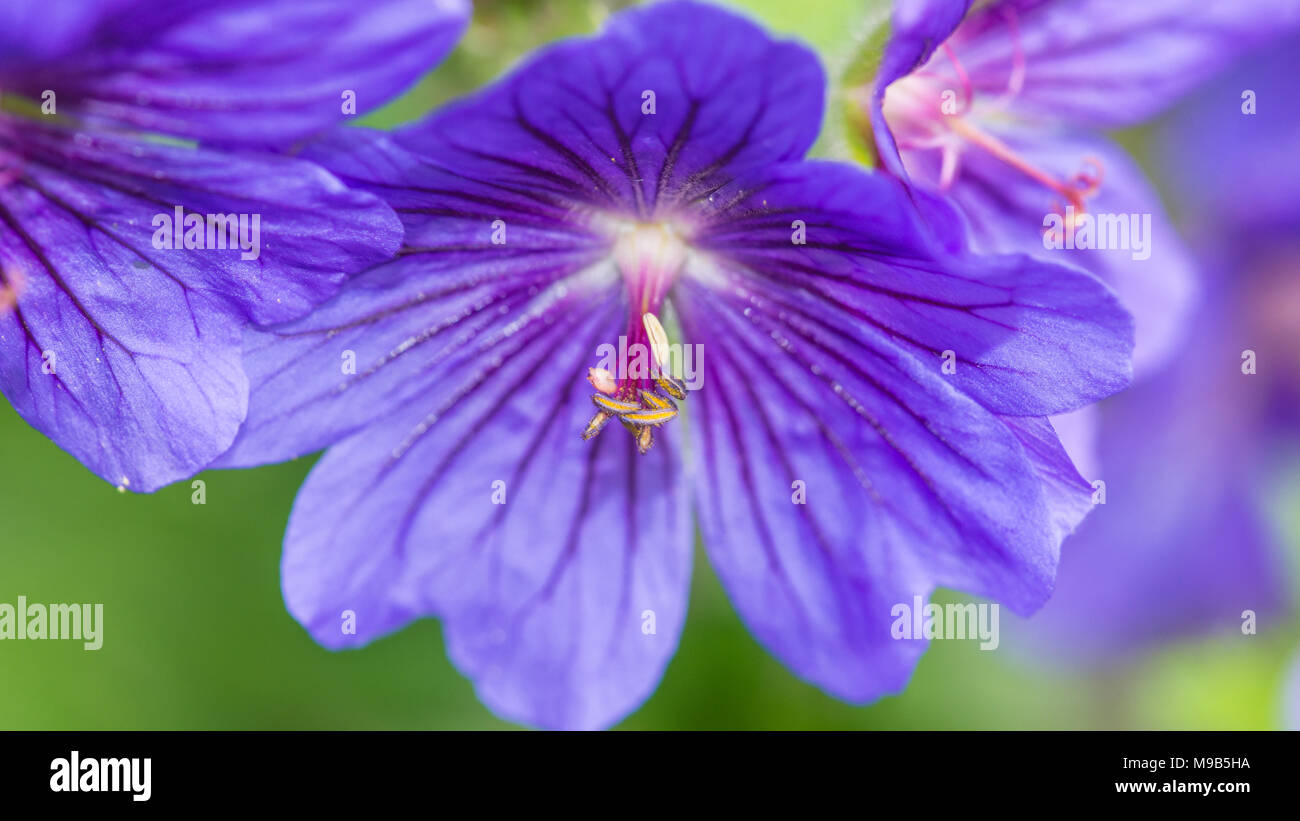 A macro shot of a single geranium bloom Stock Photo - Alamy