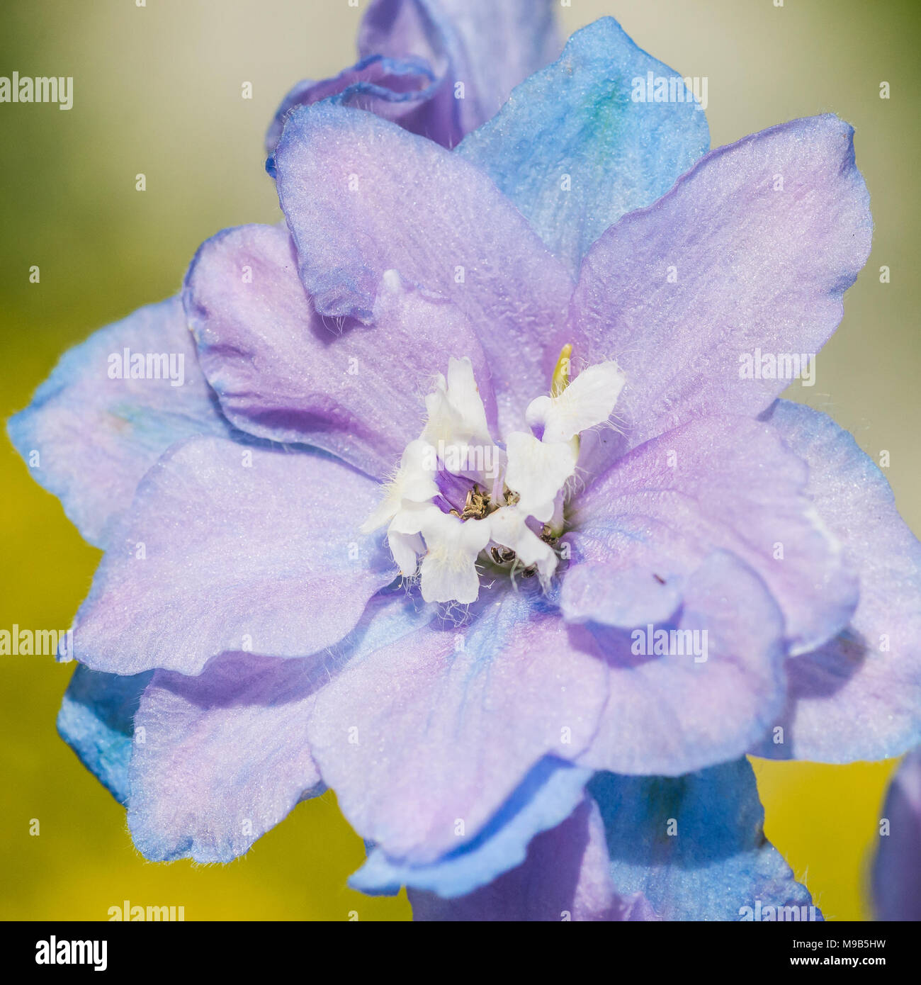 A macro shot of a pale blue delphinium bloom Stock Photo - Alamy