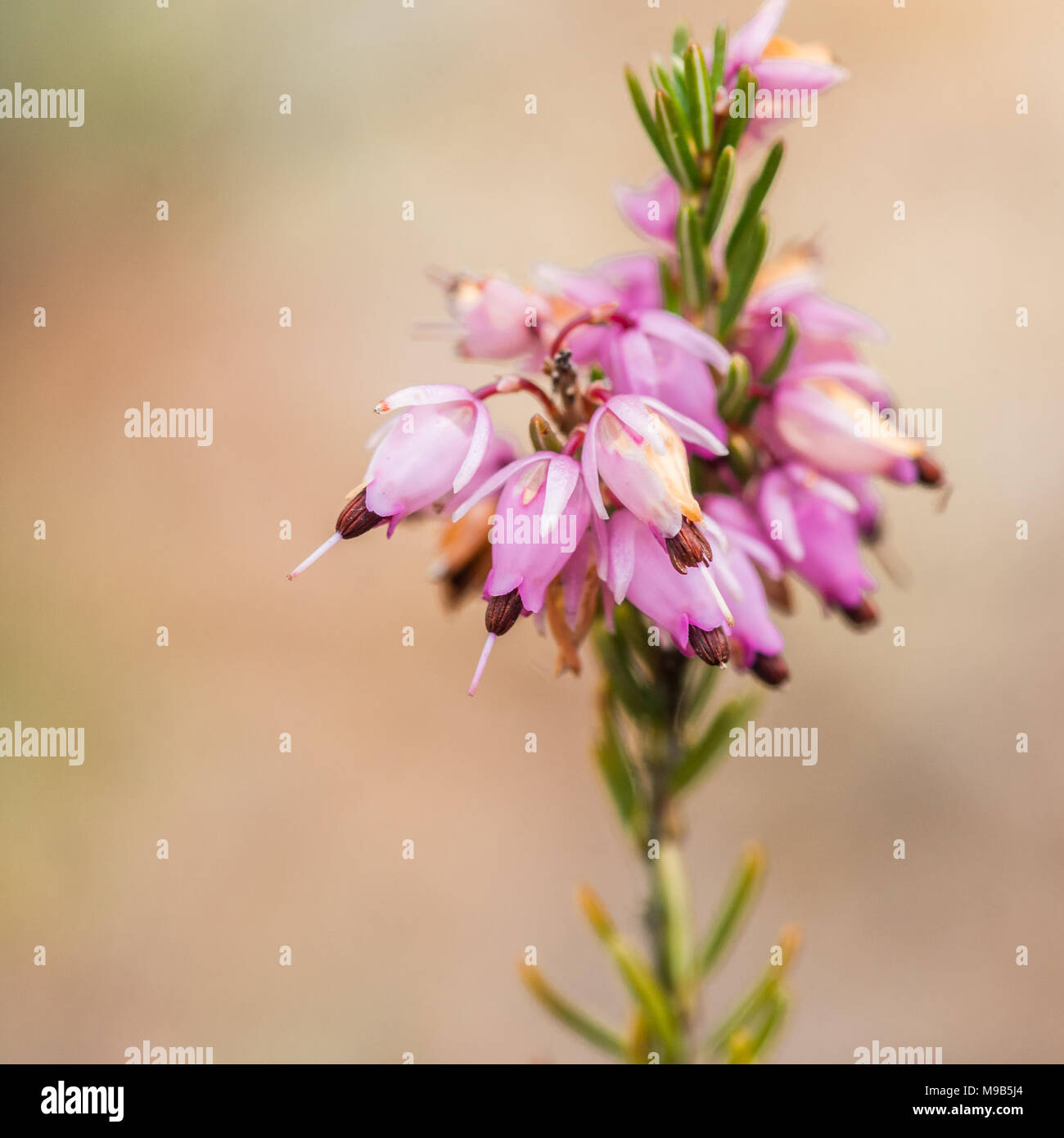 Heather sprig hi-res stock photography and images - Alamy