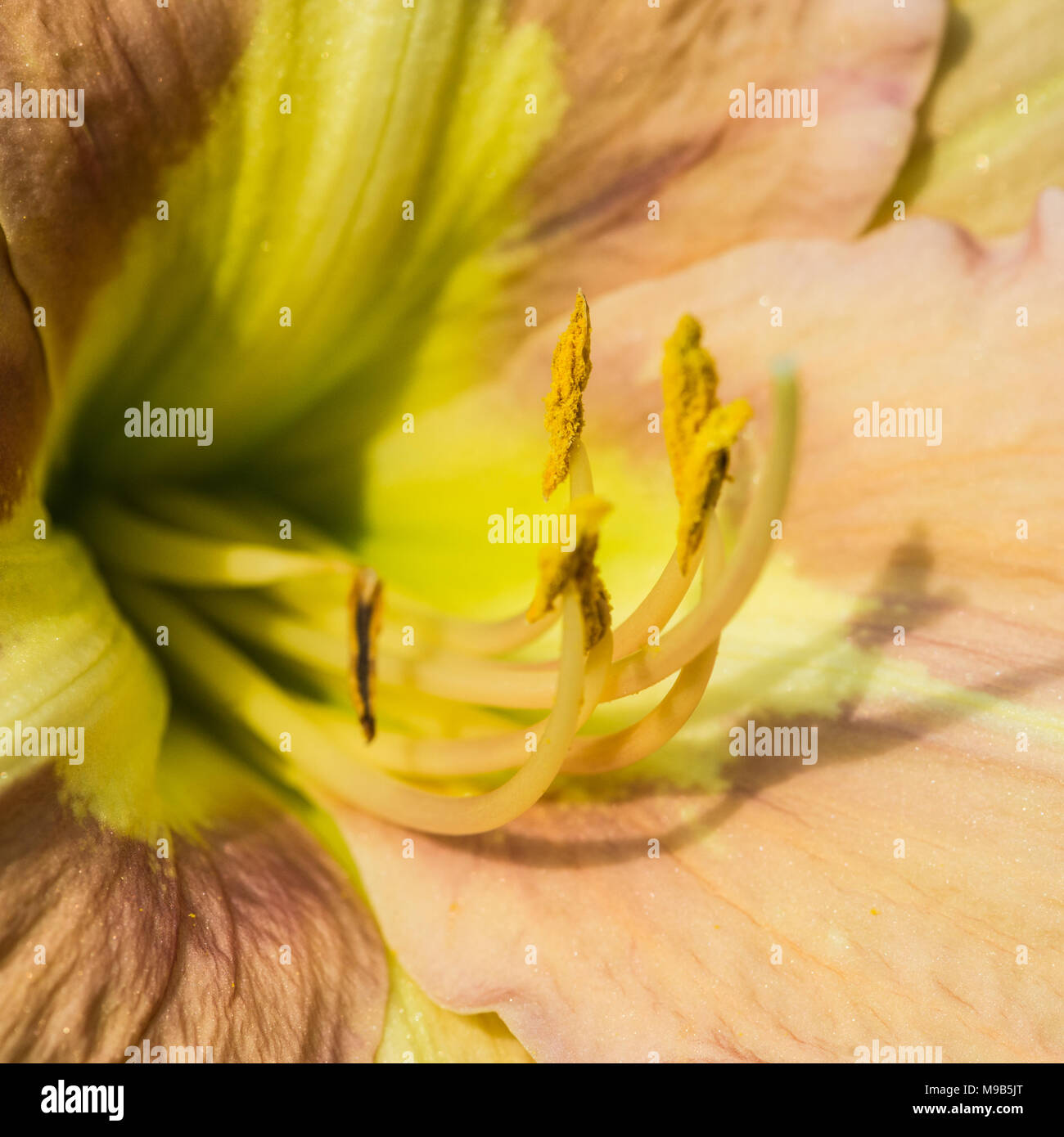 A macro shot of the stamen of a daylily Stock Photo - Alamy
