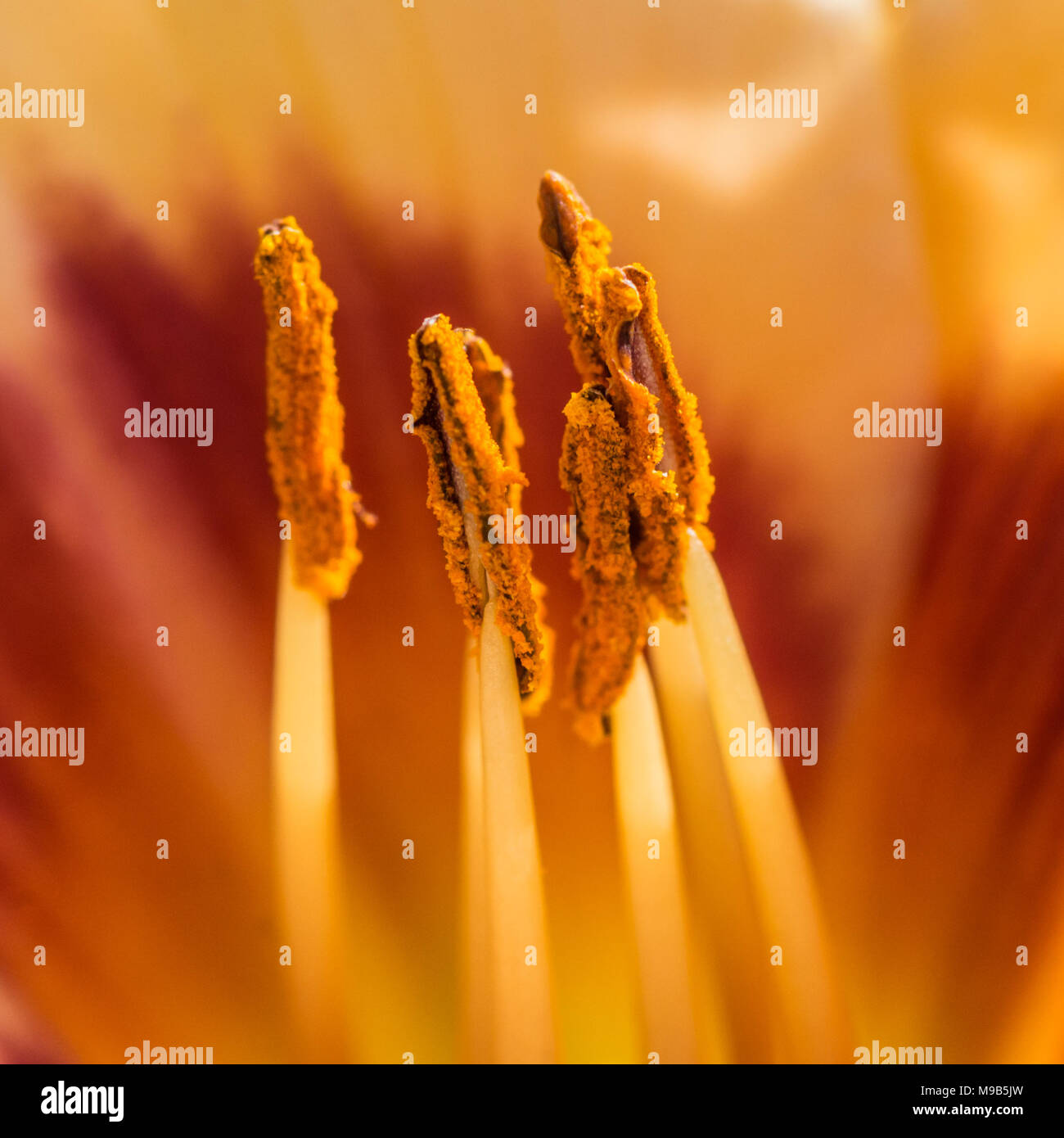 Macro daylily hi-res stock photography and images - Alamy