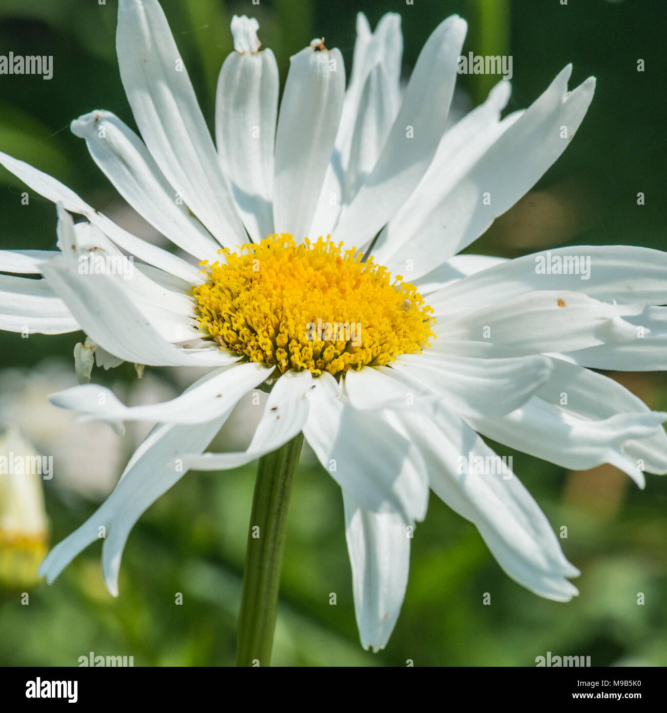 A macro shot of a big daisy Stock Photo - Alamy