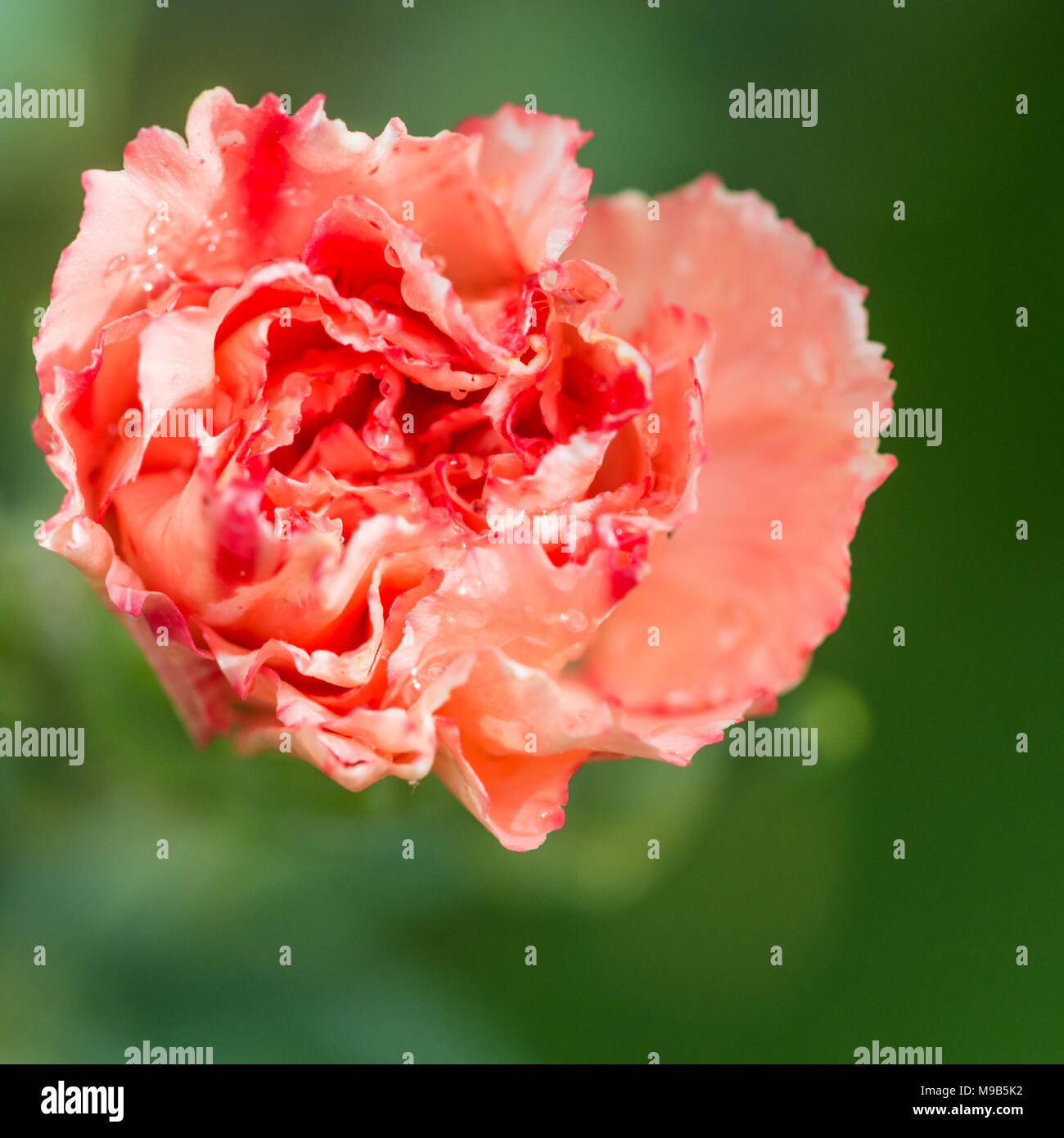 Wet carnation flower carnation flower hi-res stock photography and ...