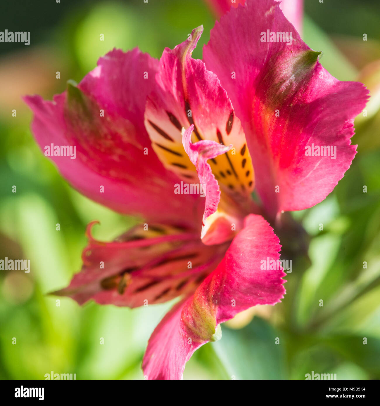 Inca lily hi-res stock photography and images - Alamy
