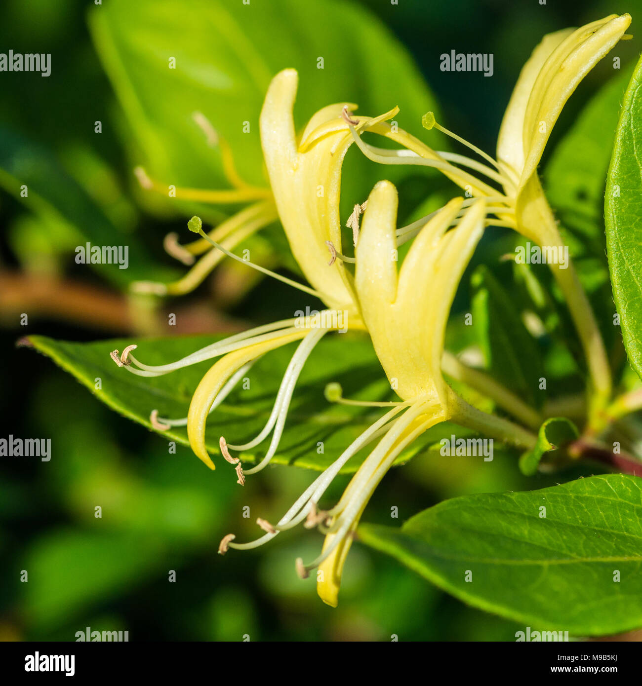Yellow honeysuckle hi-res stock photography and images - Alamy