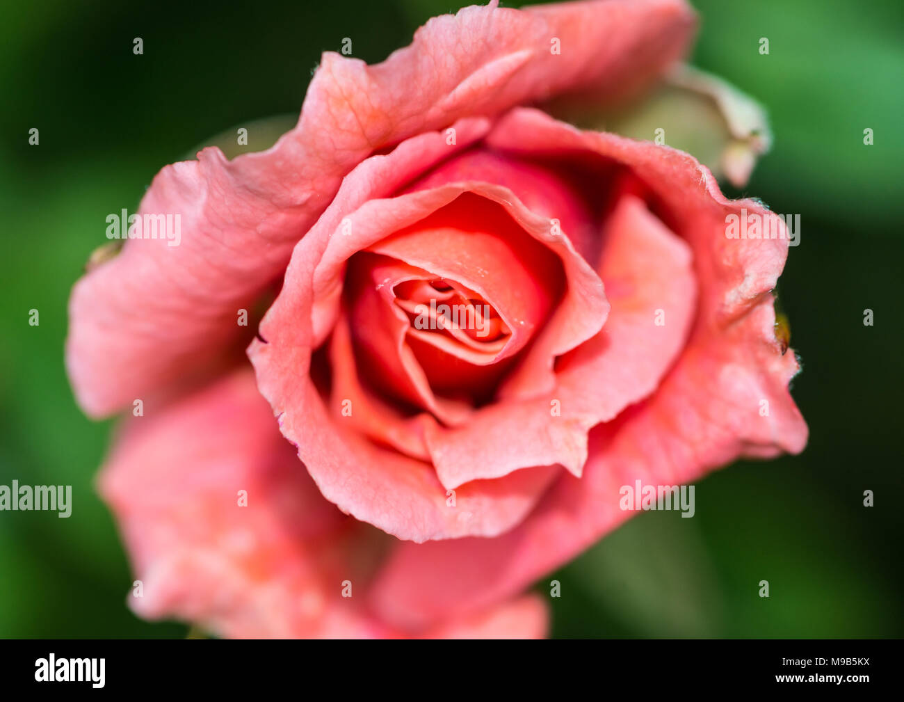 Elizabeth rosa hi-res stock photography and images - Alamy