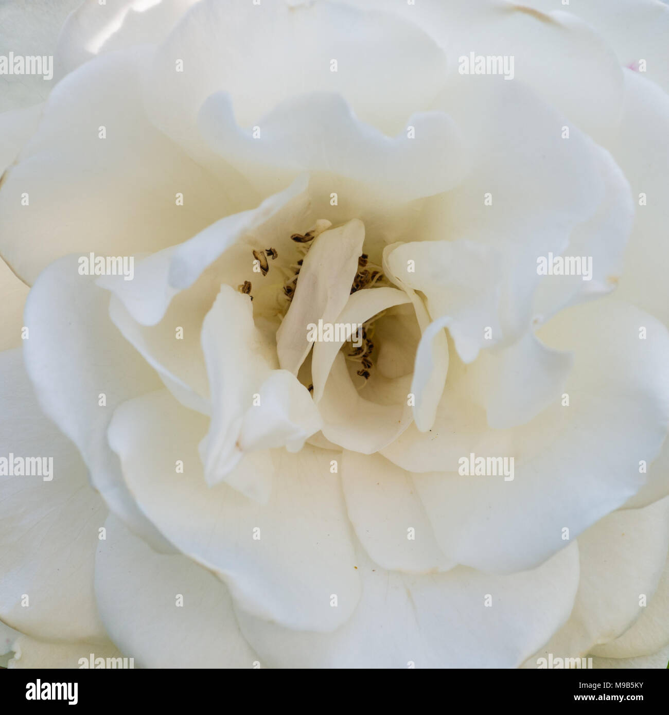 A macro shot of a white rose Stock Photo - Alamy