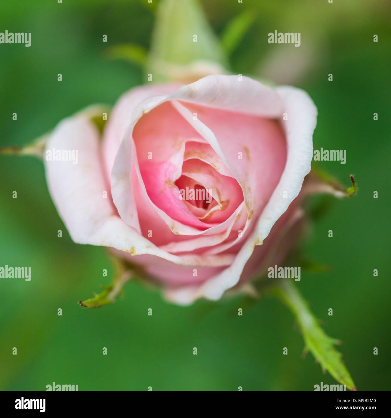 Patio rose pink hi-res stock photography and images - Alamy