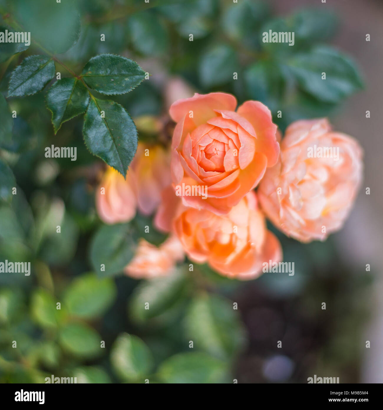 A close-up shot of cluster of orange patio rose flowers Stock Photo - Alamy