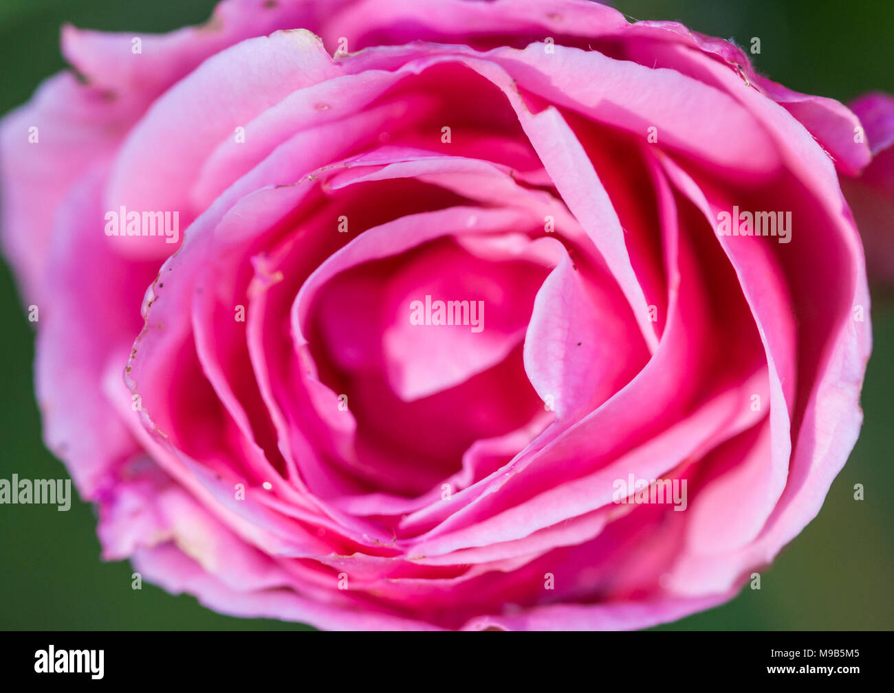 The queen elizabeth rose hi-res stock photography and images - Alamy