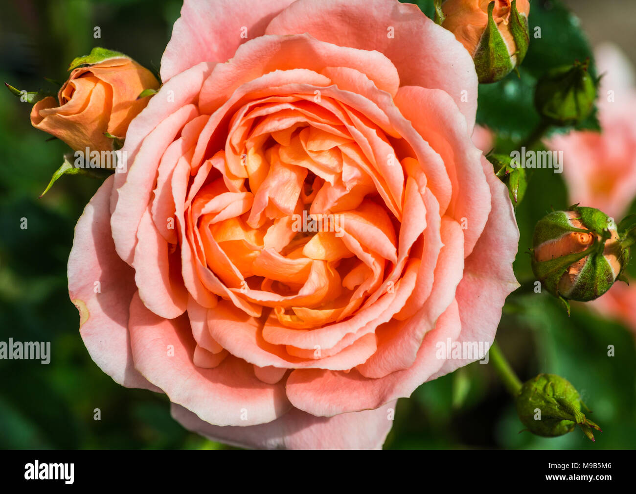 Patio rose hi-res stock photography and images - Alamy
