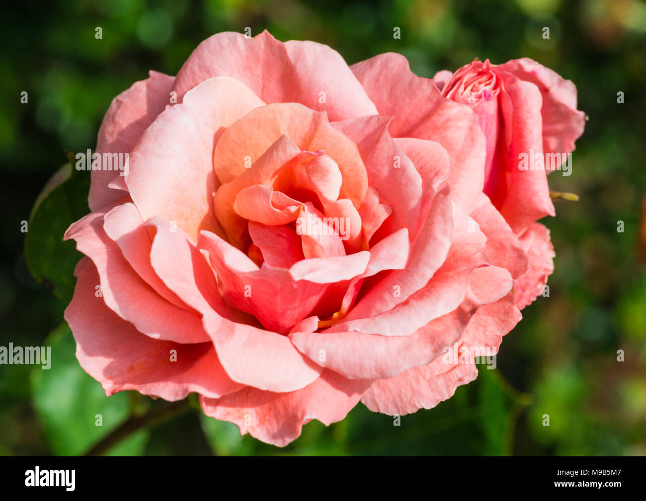 Rose queen elizabeth hi-res stock photography and images - Alamy