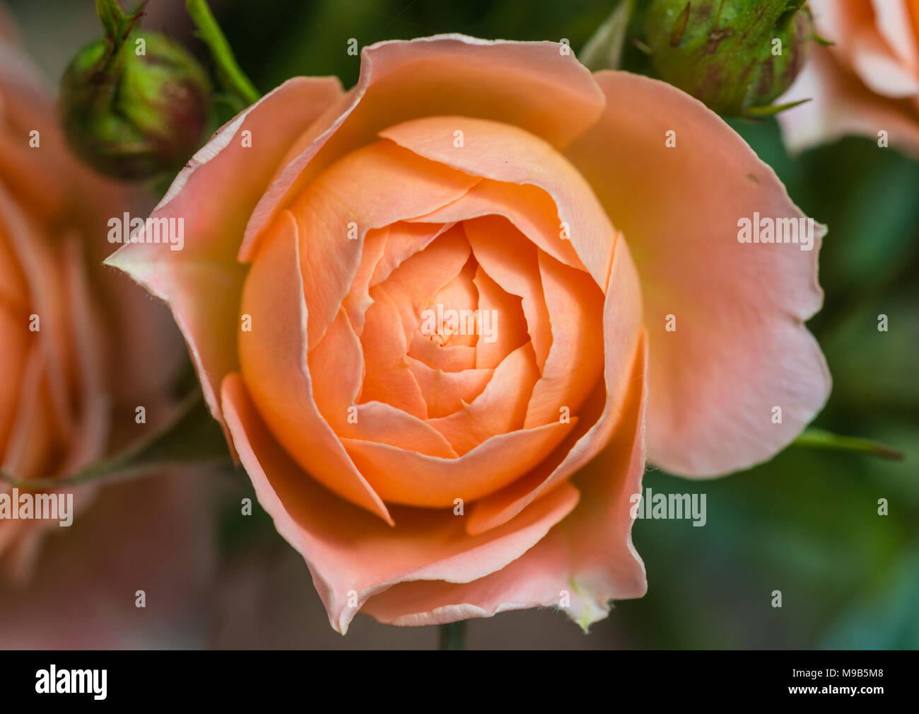 Salmon orange rose hi-res stock photography and images - Alamy
