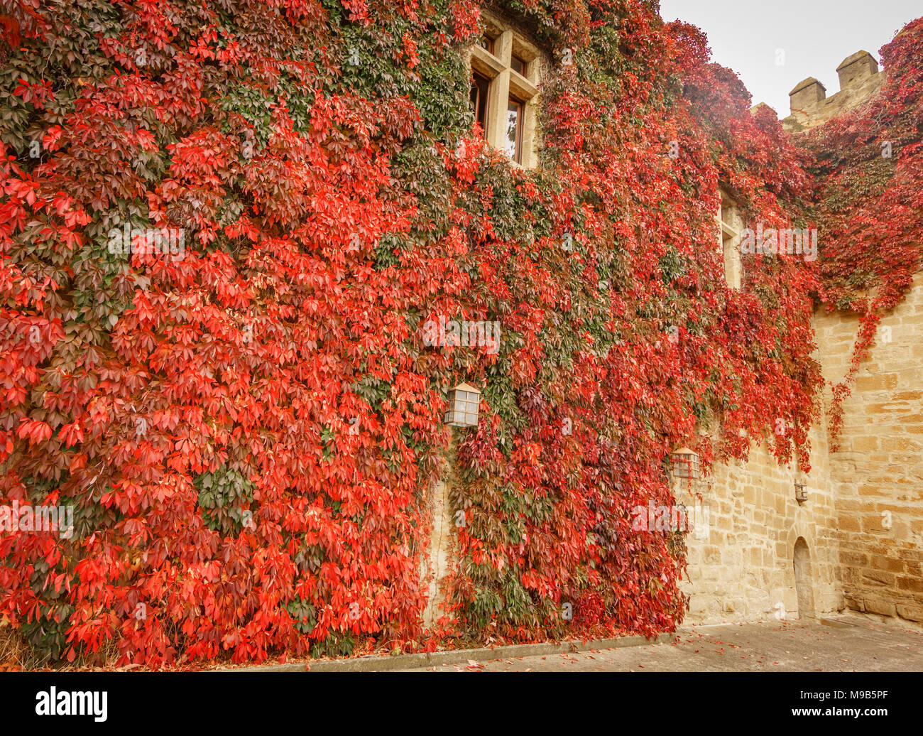 Vintage ivy pattern hi-res stock photography and images - Alamy