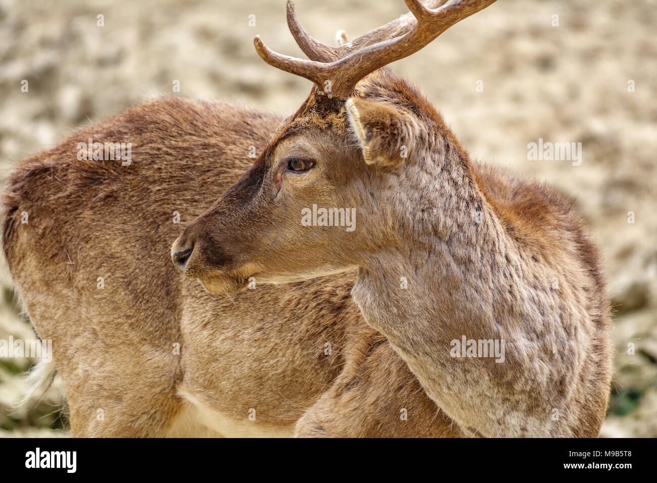 Profile of deer turning Stock Photo - Alamy