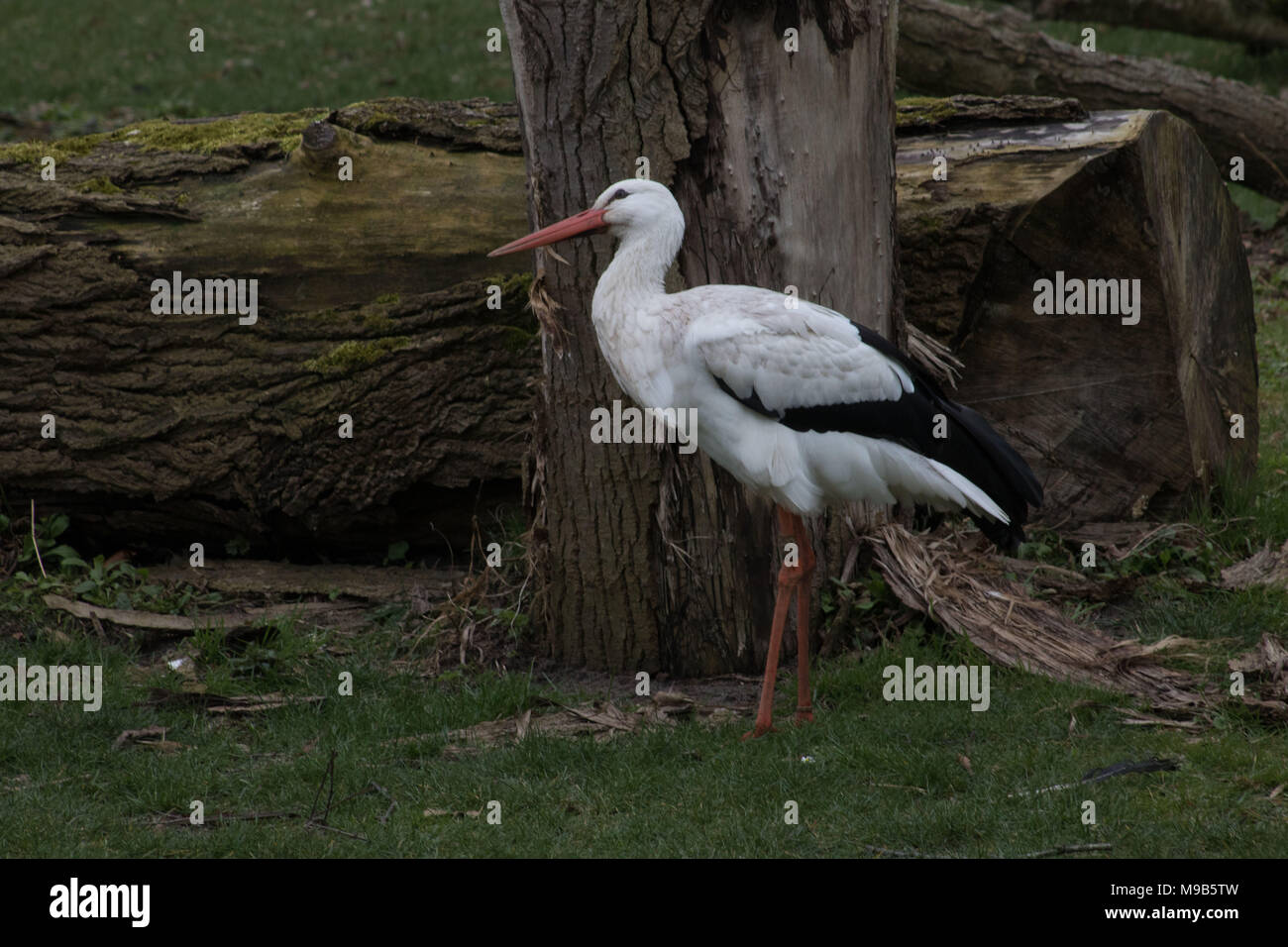 Marton mere lake hi-res stock photography and images - Alamy