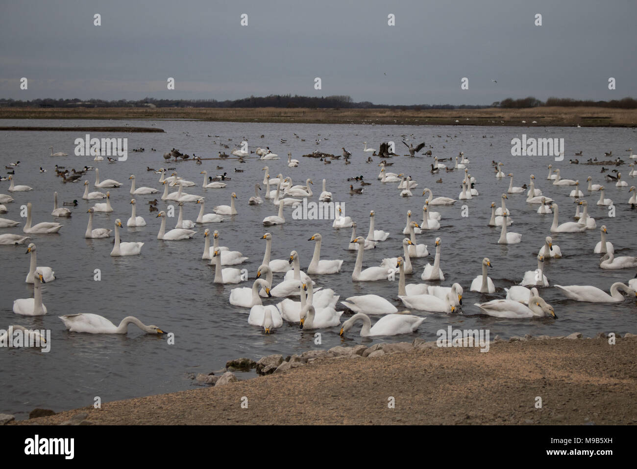 Marton mere lake hi-res stock photography and images - Alamy