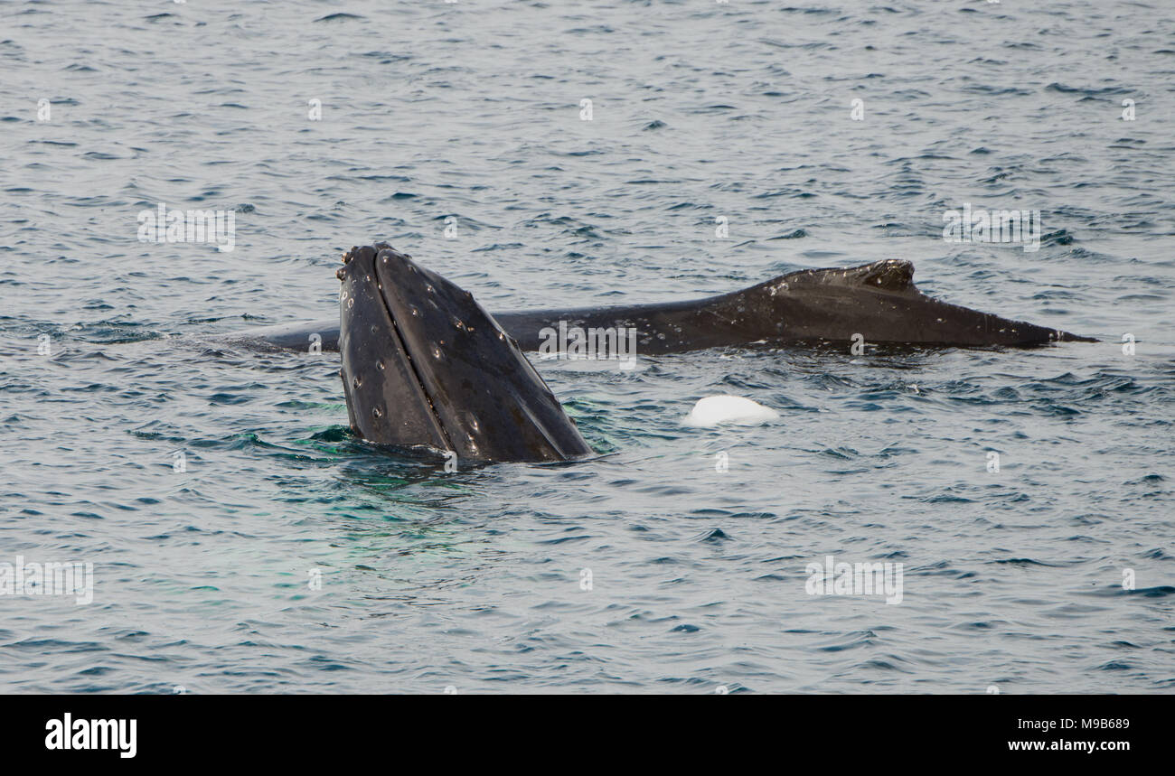 A pair of Humpback Whales playing in the Southern Ocean off Antarctica ...