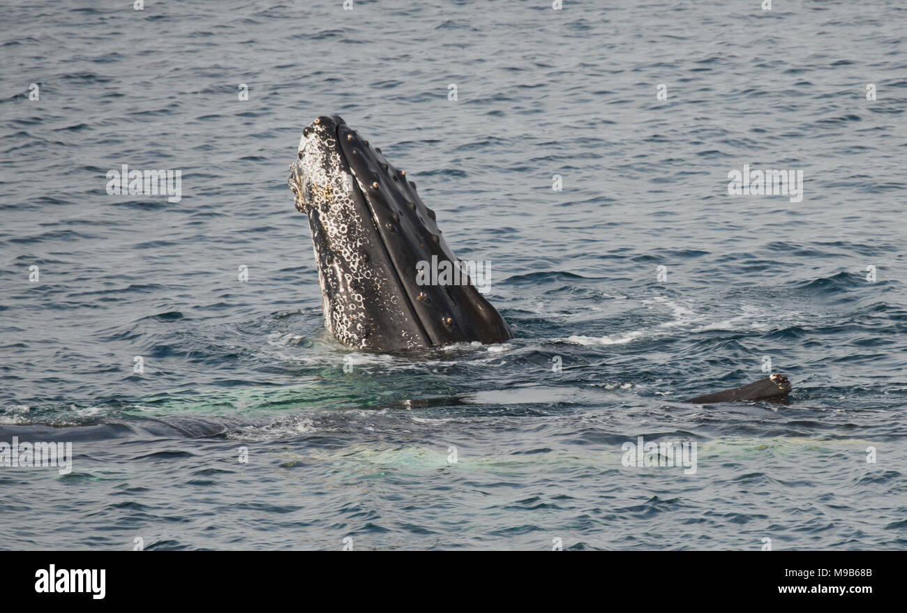 A pair of Humpback Whales playing in the Southern Ocean off Antarctica ...