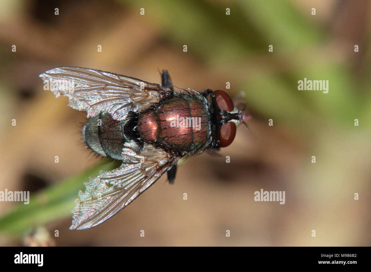 A copper coloured blow fly poses on a stalk to display the wing damage ...