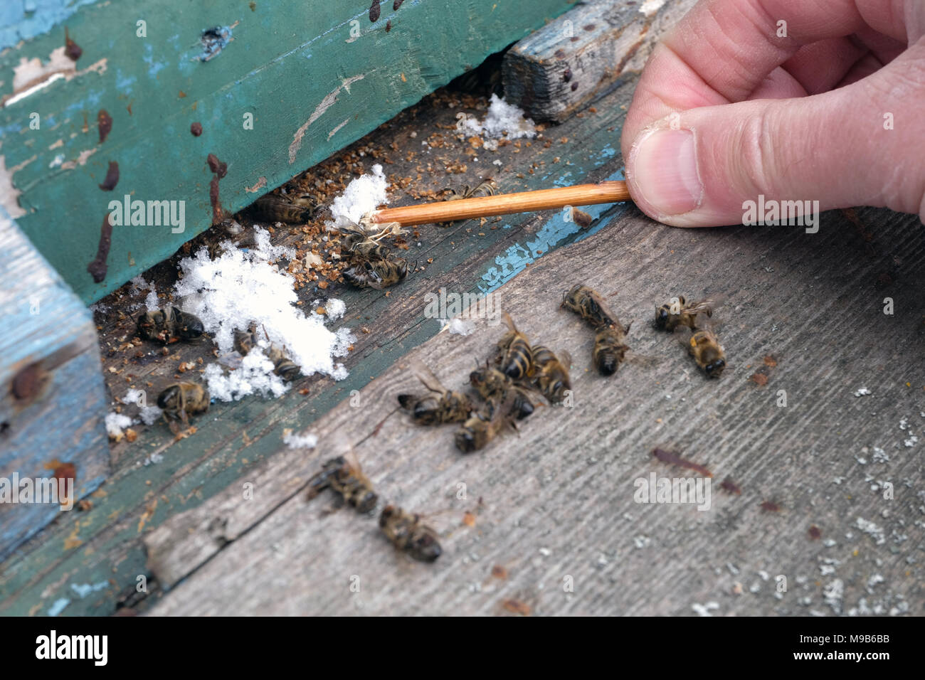 Beehive care hi-res stock photography and images - Alamy