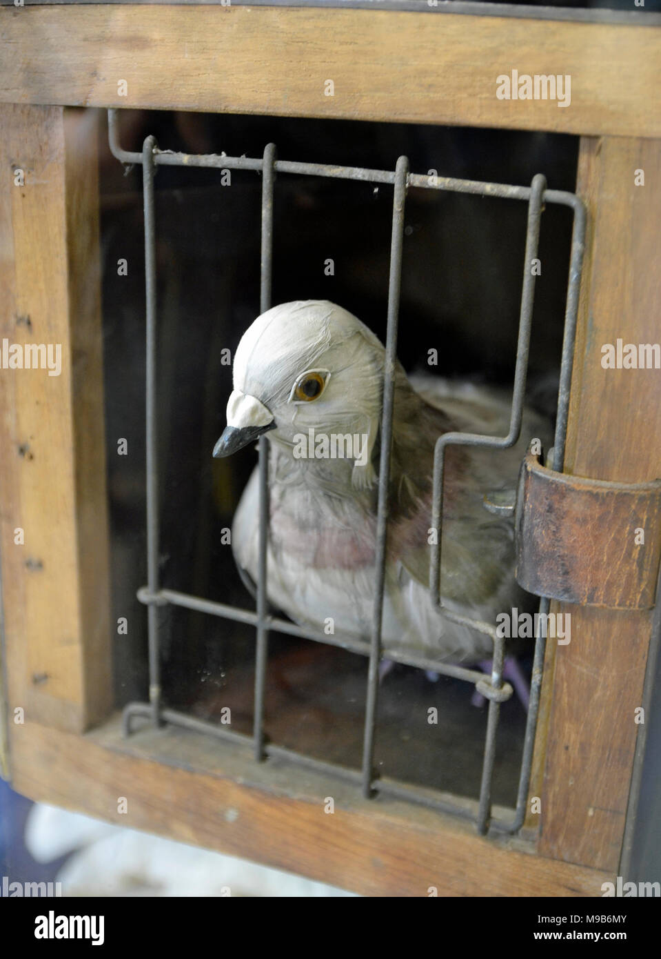 Pigeon box, carrier in the War Pigeon Exhibition at Bletchley Park ...