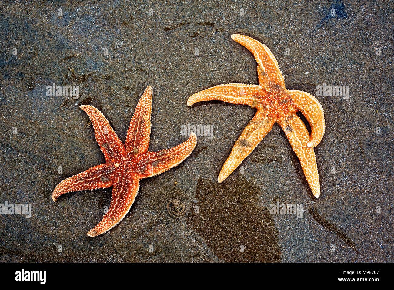 Starfish stranded on the beach at Eastbourne Stock Photo - Alamy