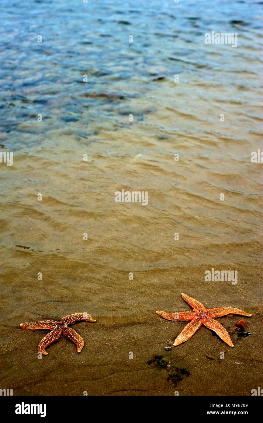 Starfish stranded on the beach at Eastbourne Stock Photo - Alamy