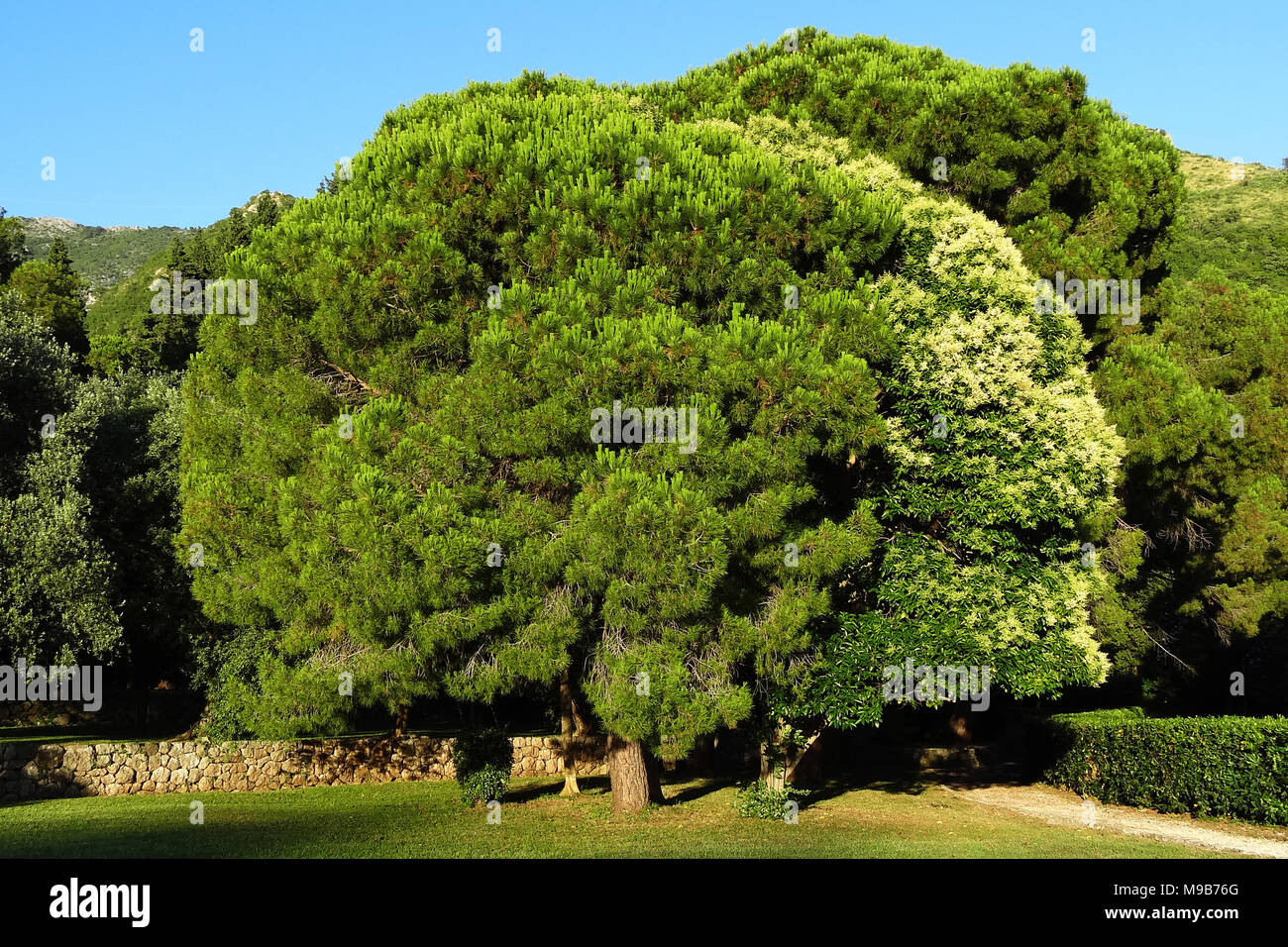 Large crown hi-res stock photography and images - Alamy