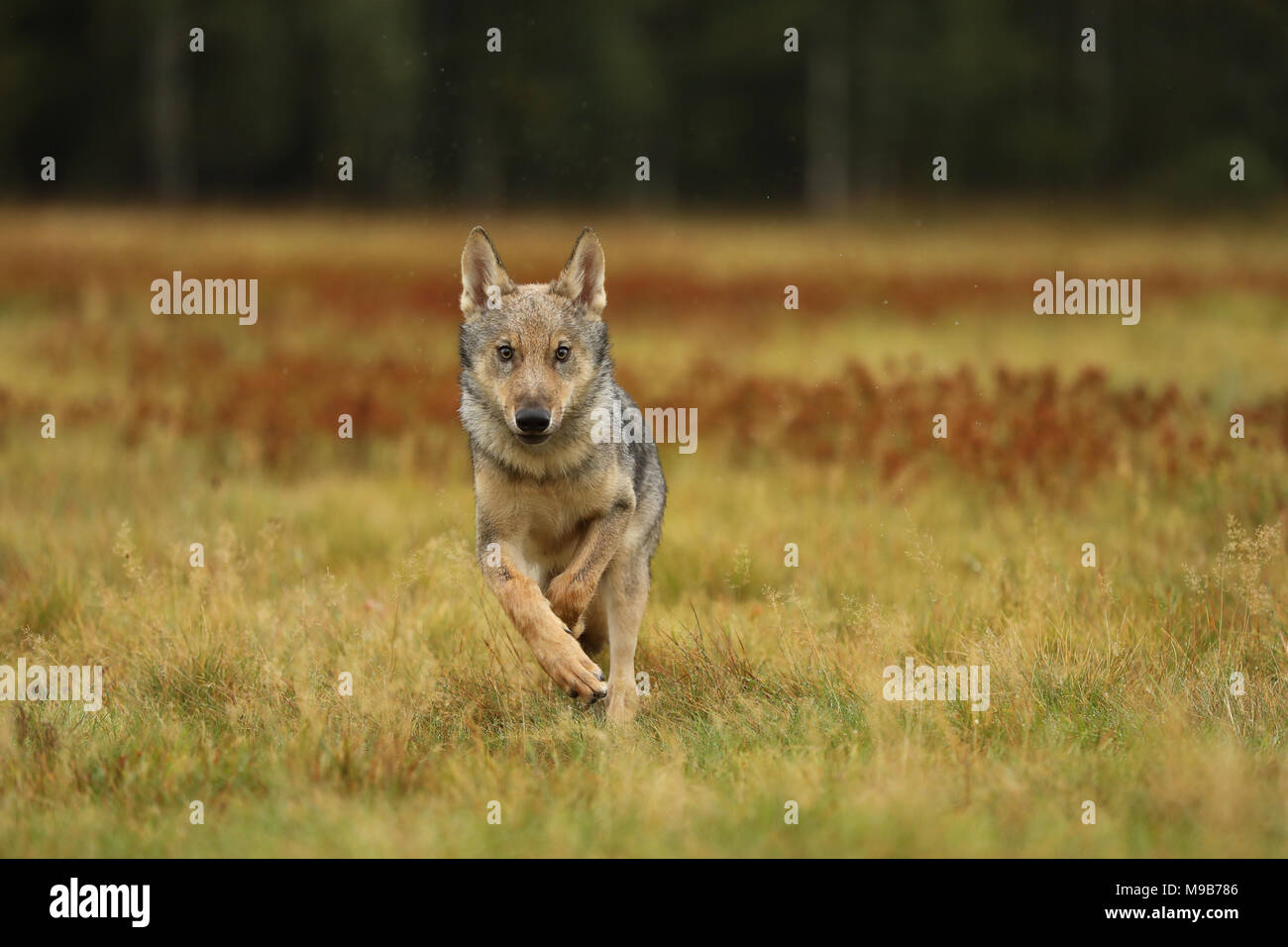 Eurasian wolf cub hi-res stock photography and images - Alamy