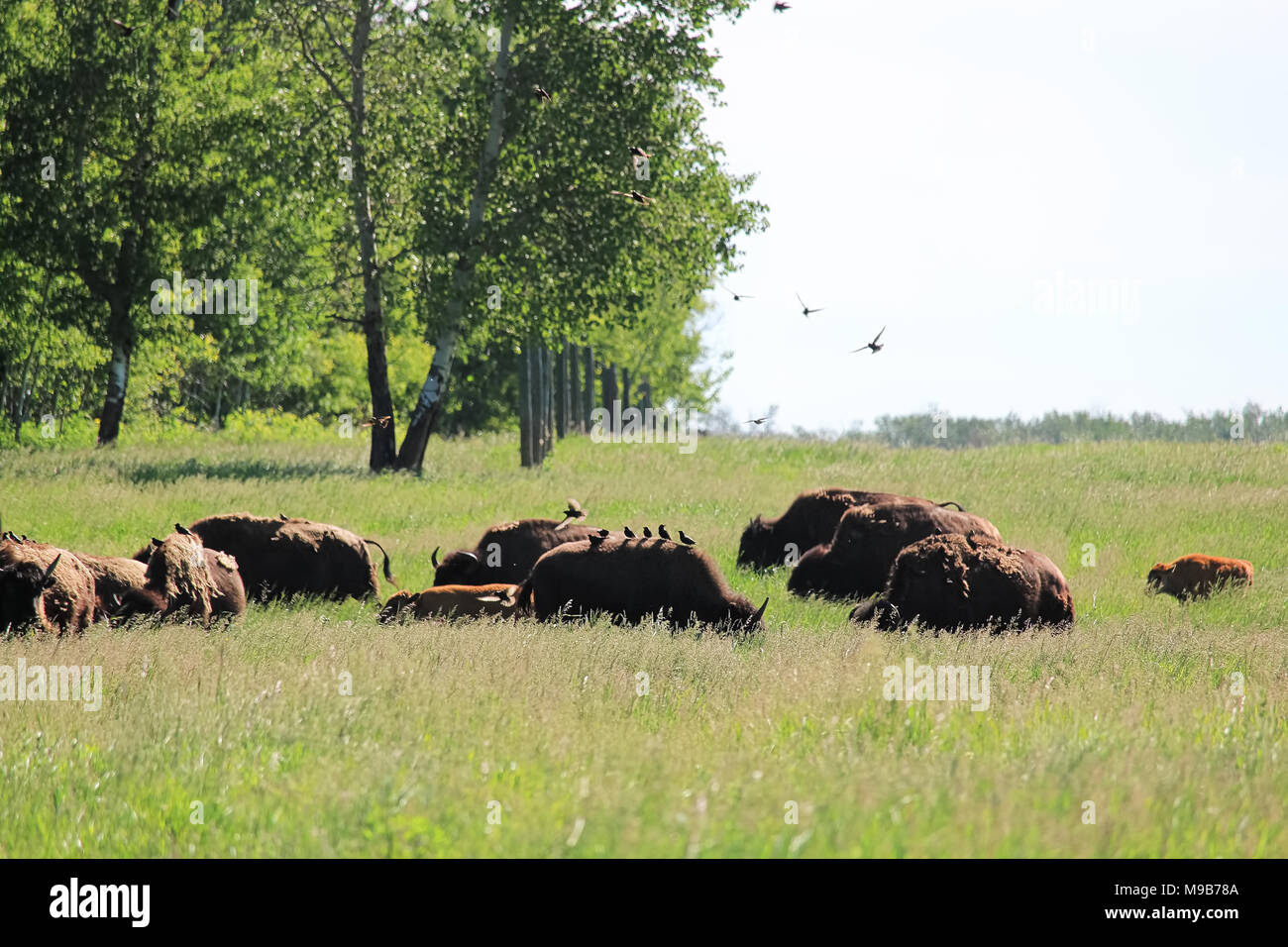 A herb of buffalo grazing as birds land on their backs Stock Photo - Alamy