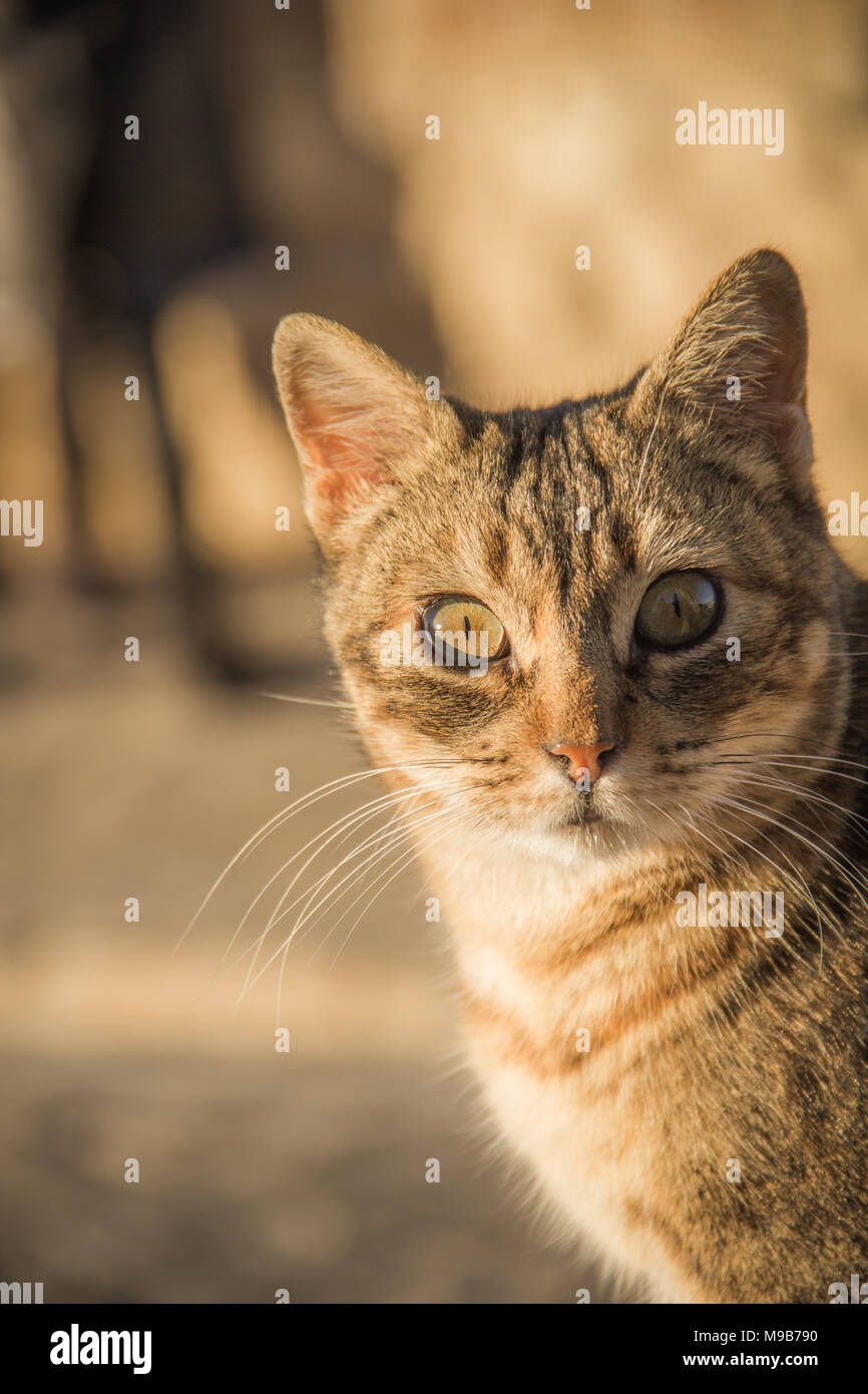 A curious cat looking right through the lens Stock Photo - Alamy