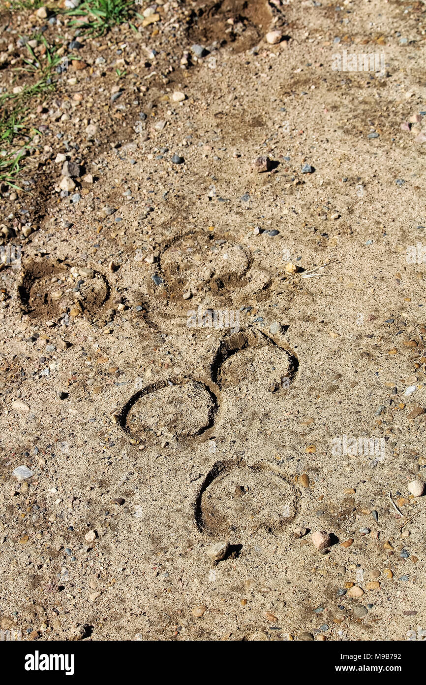Ungulates hoof hi-res stock photography and images - Alamy