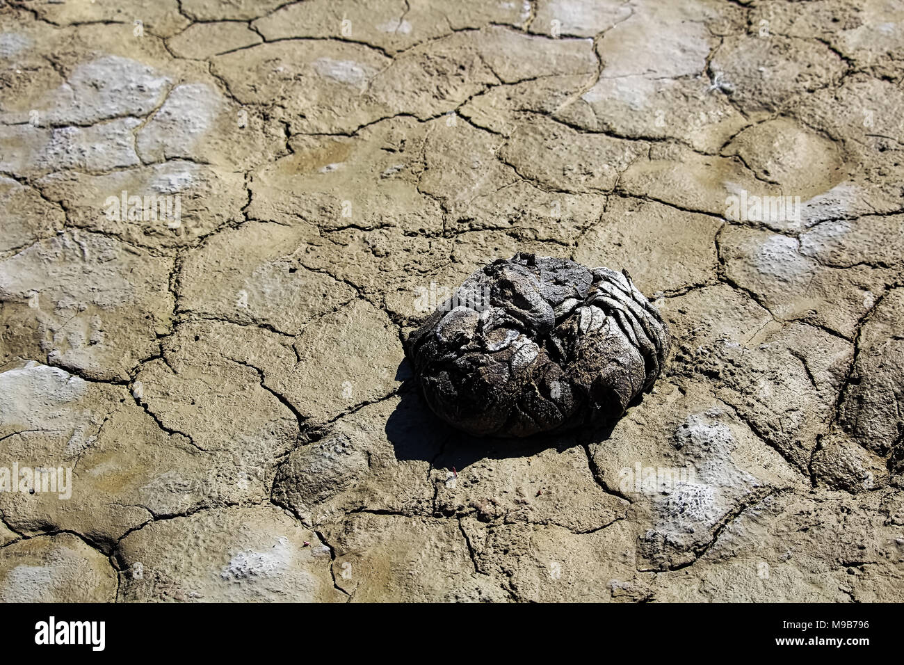Dried buffalo feces on a dried mud flat Stock Photo - Alamy