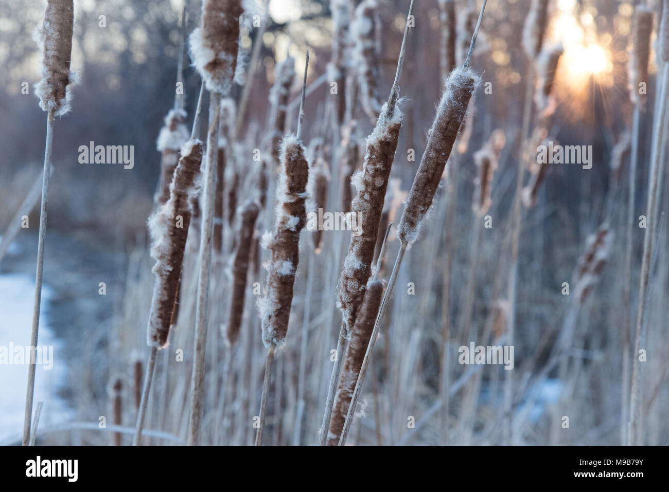Tail of the sun hi-res stock photography and images - Alamy