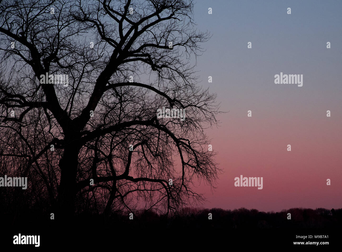 Large Tree in Red Sunset Stock Photo - Alamy