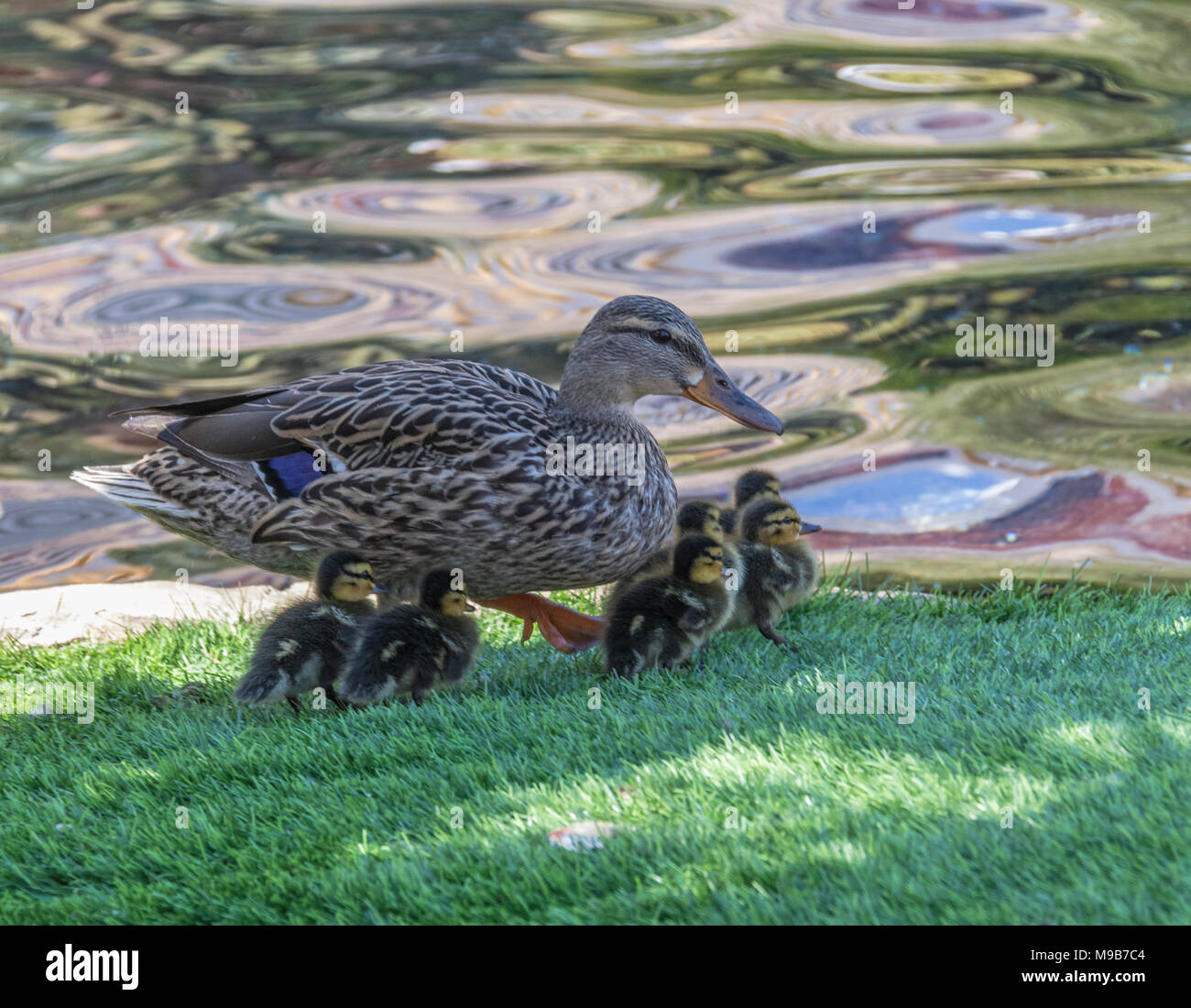 Mallard duck with ducklings at The Mirage Hotel and Casino in Las Vegas ...