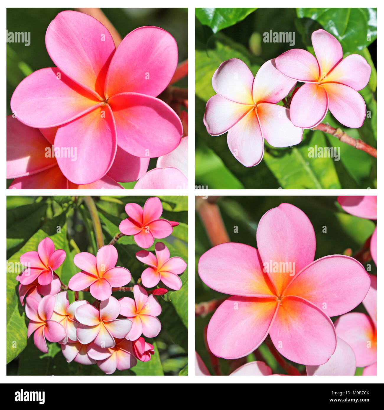 Tropical flower collage hi-res stock photography and images - Alamy