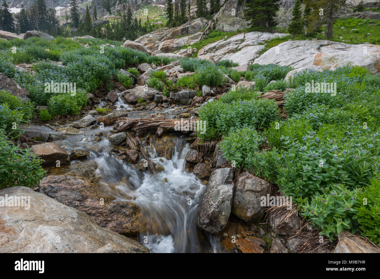 Water Rushes Around Rocks and Downed Tree in Lush Valley Stock Photo ...
