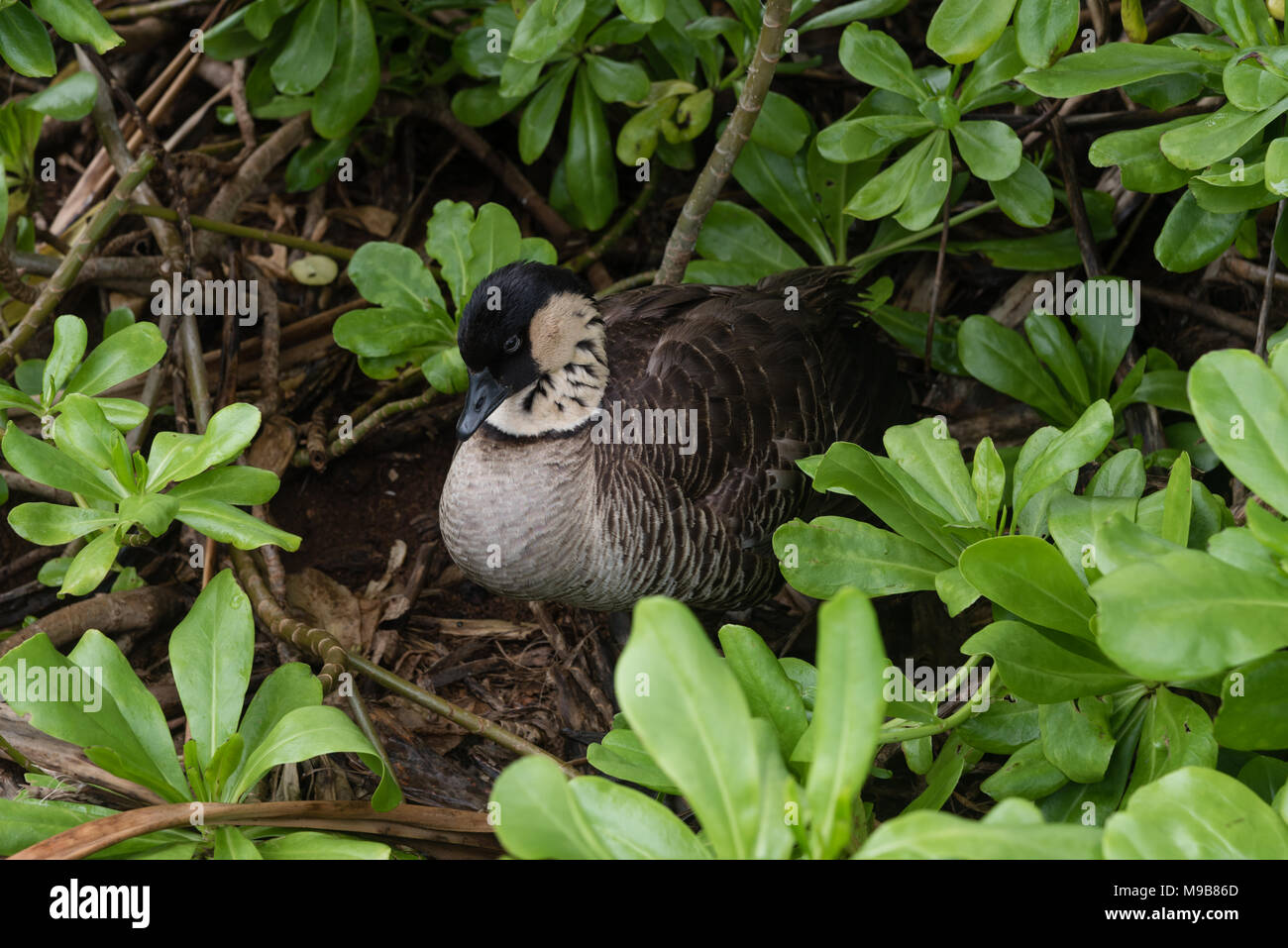 Hawaiian goose (nene) at the Kilauea Point wildlife refuge on Kauai ...