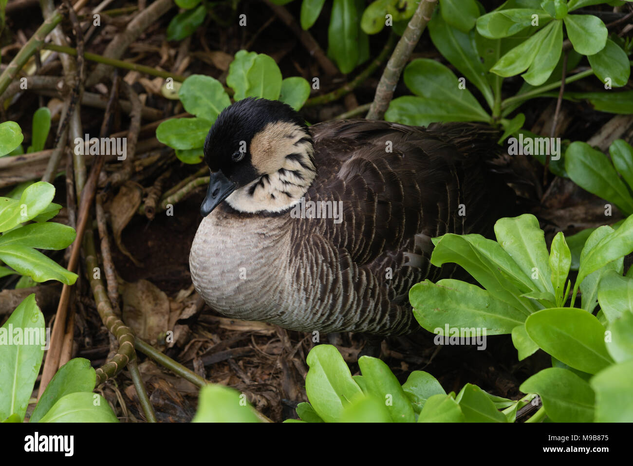 Hawaiian goose (nene) at the Kilauea Point wildlife refuge on Kauai ...