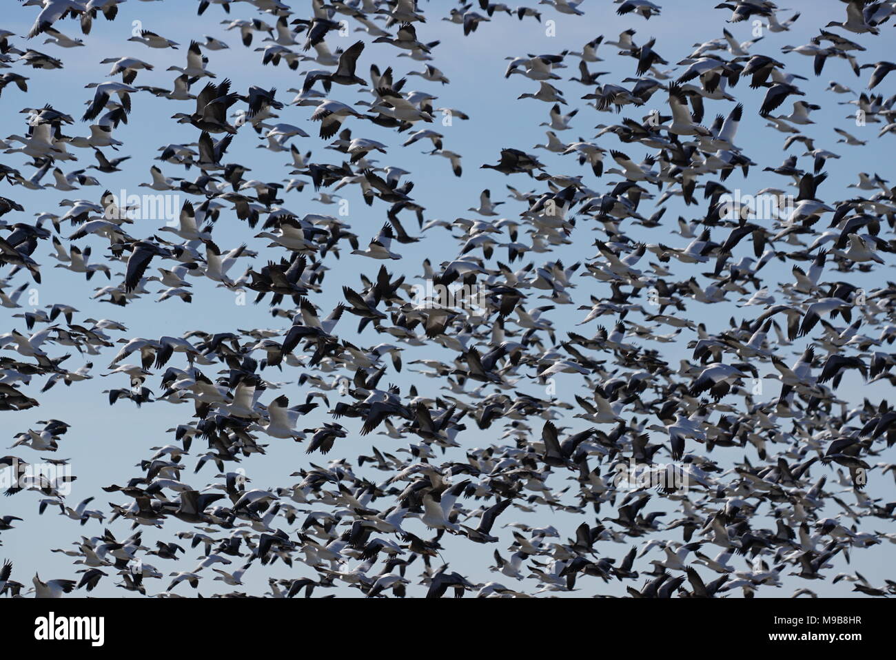 Skein Of Geese In Flight High Resolution Stock Photography and Images ...