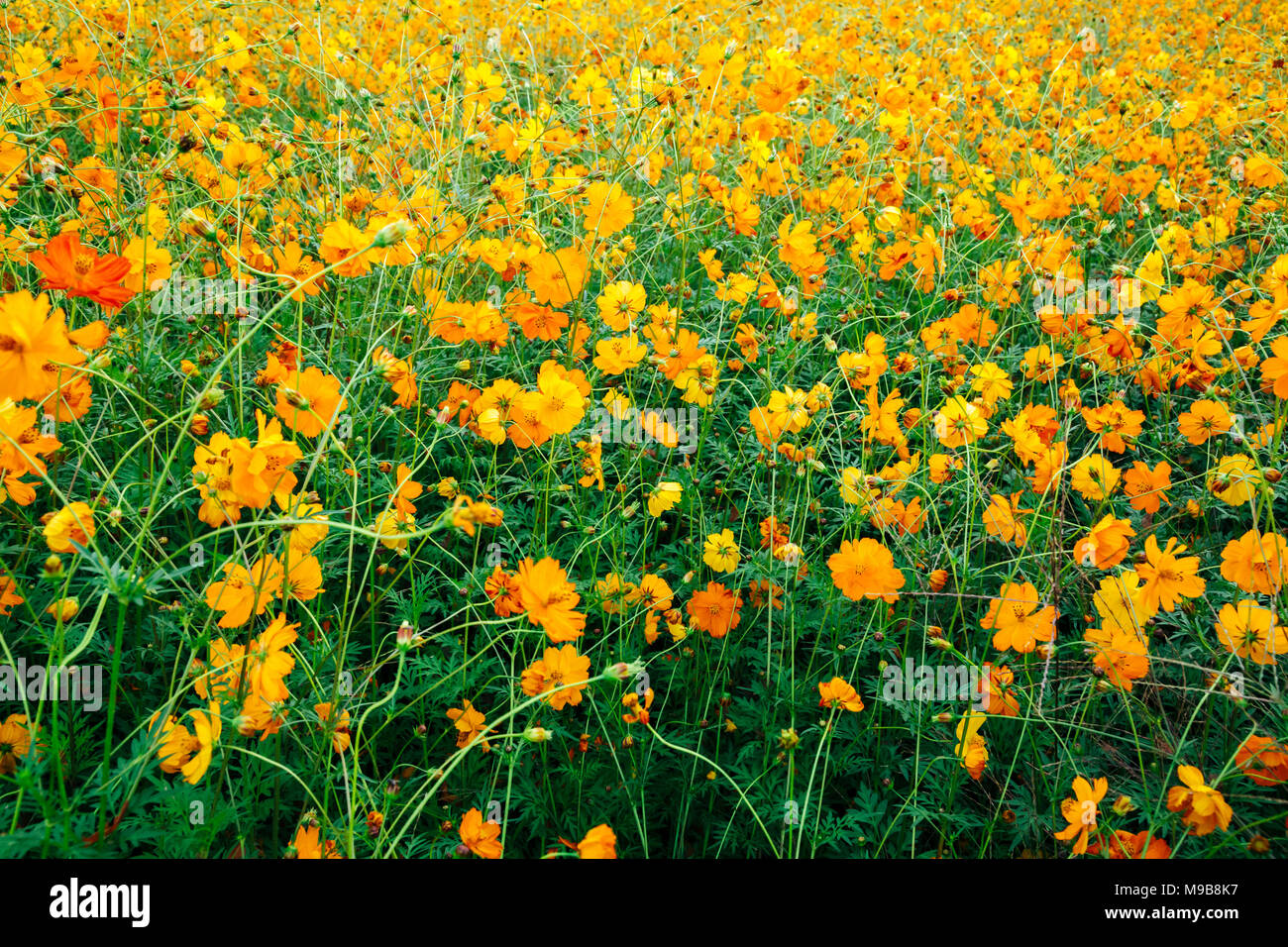 Common cosmos hi-res stock photography and images - Alamy