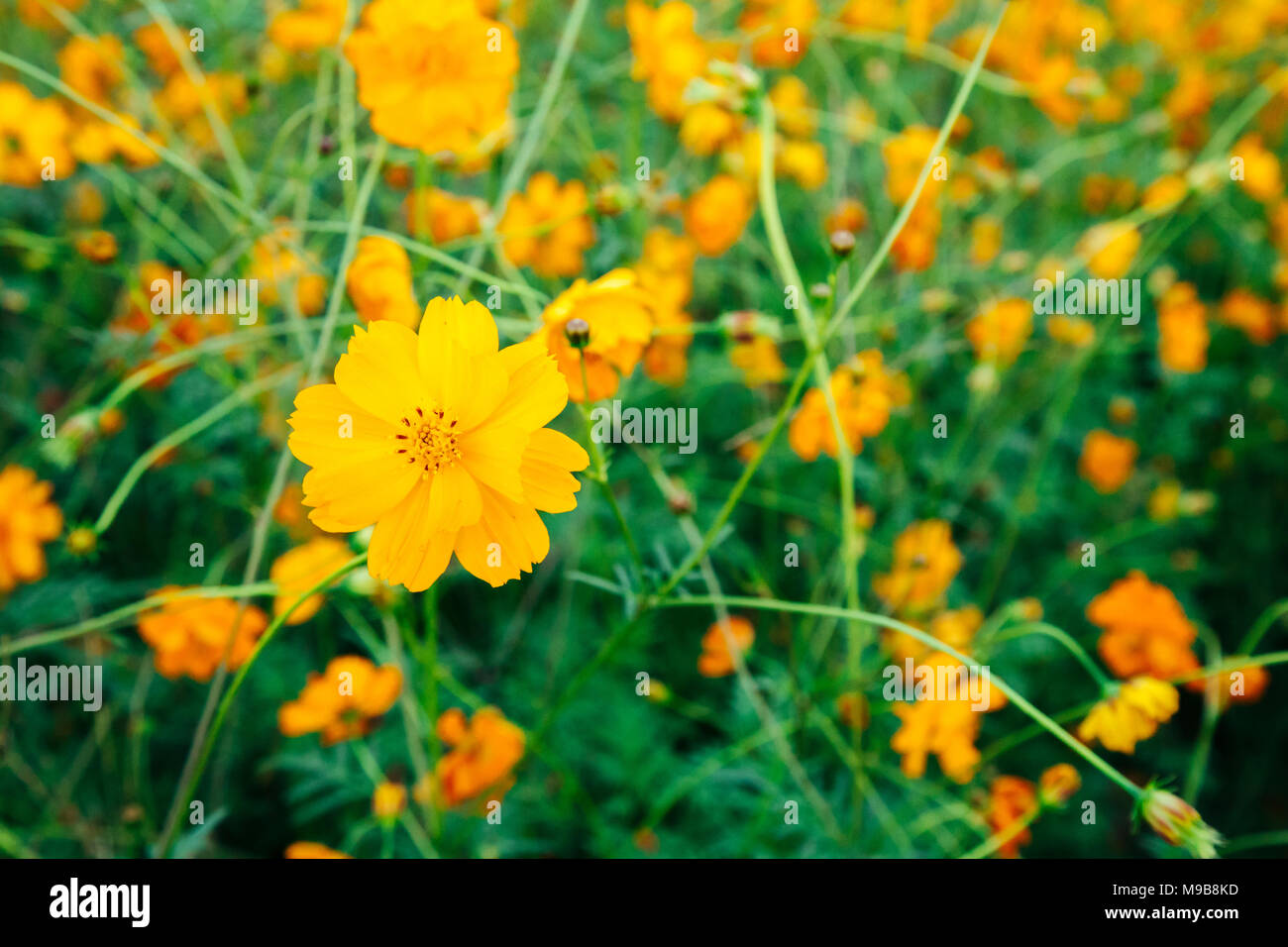 Common cosmos hi-res stock photography and images - Alamy