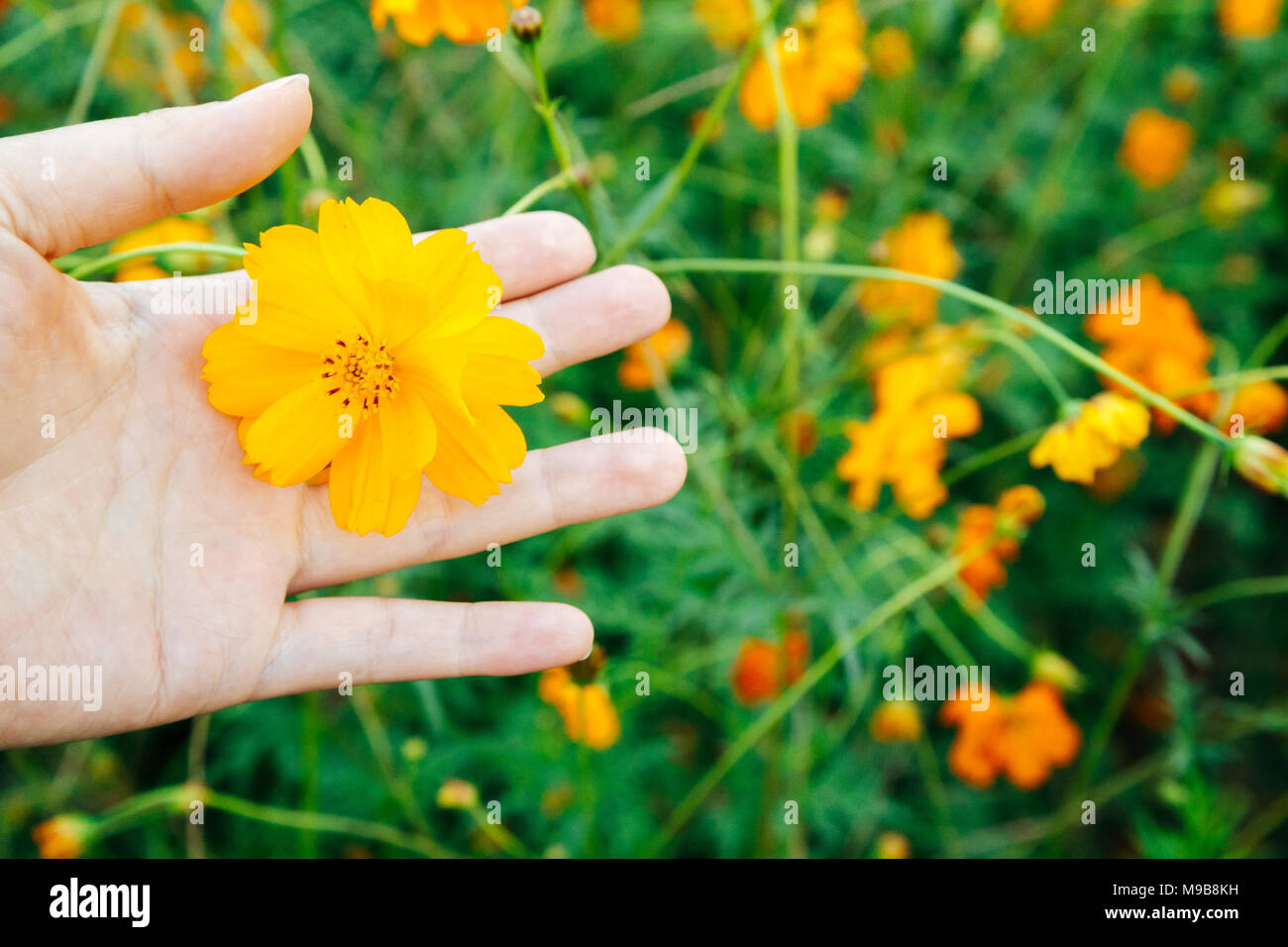 Common cosmos hi-res stock photography and images - Alamy