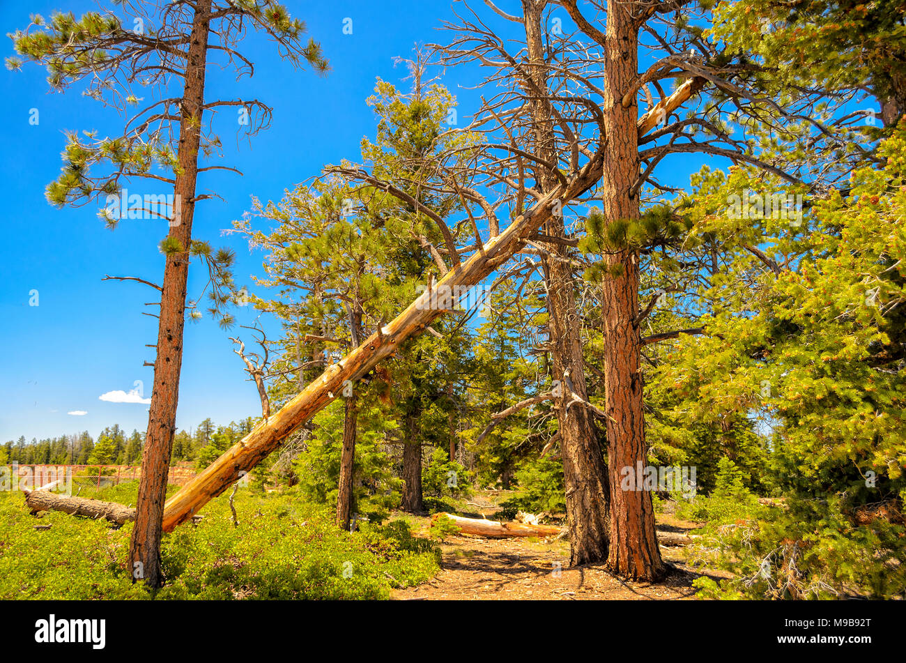 Branches bushes clearing hi-res stock photography and images - Alamy