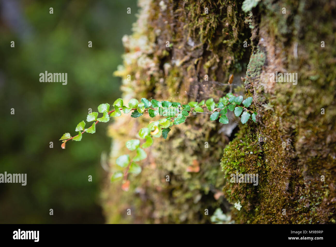Detail of leaves on tree trunk at Cradle Mountain, Tasmania Stock Photo ...