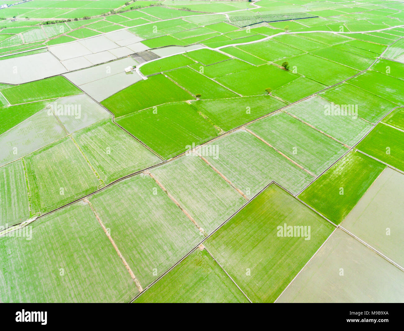 aerial view of green rice field in Taiwan at spring Stock Photo - Alamy