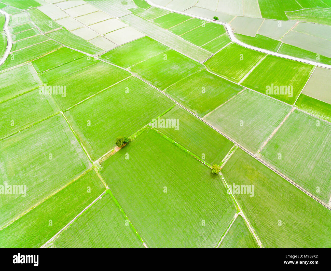 aerial view of green rice field in Taiwan at spring Stock Photo - Alamy